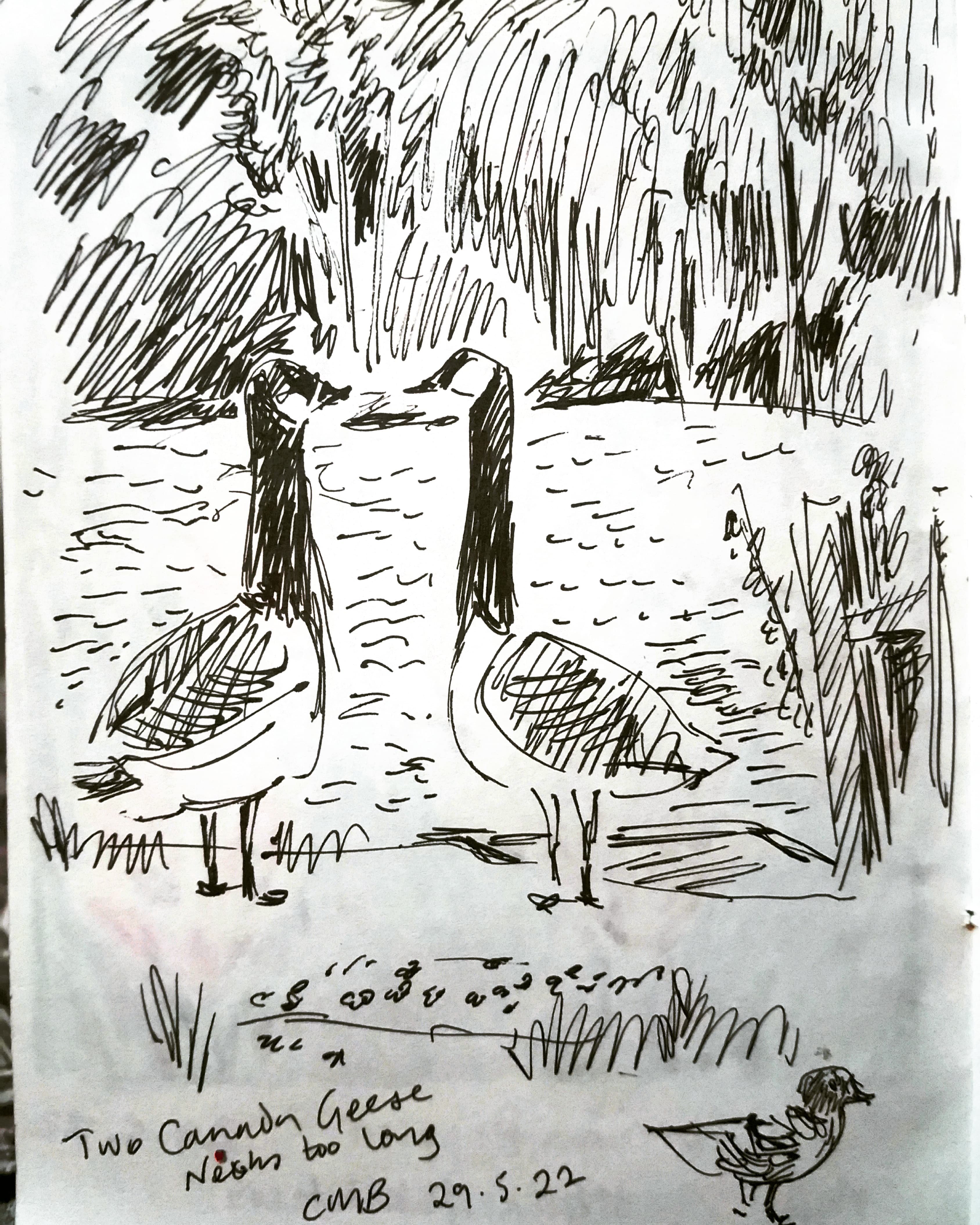 Two geese – Mallaband-Brown
