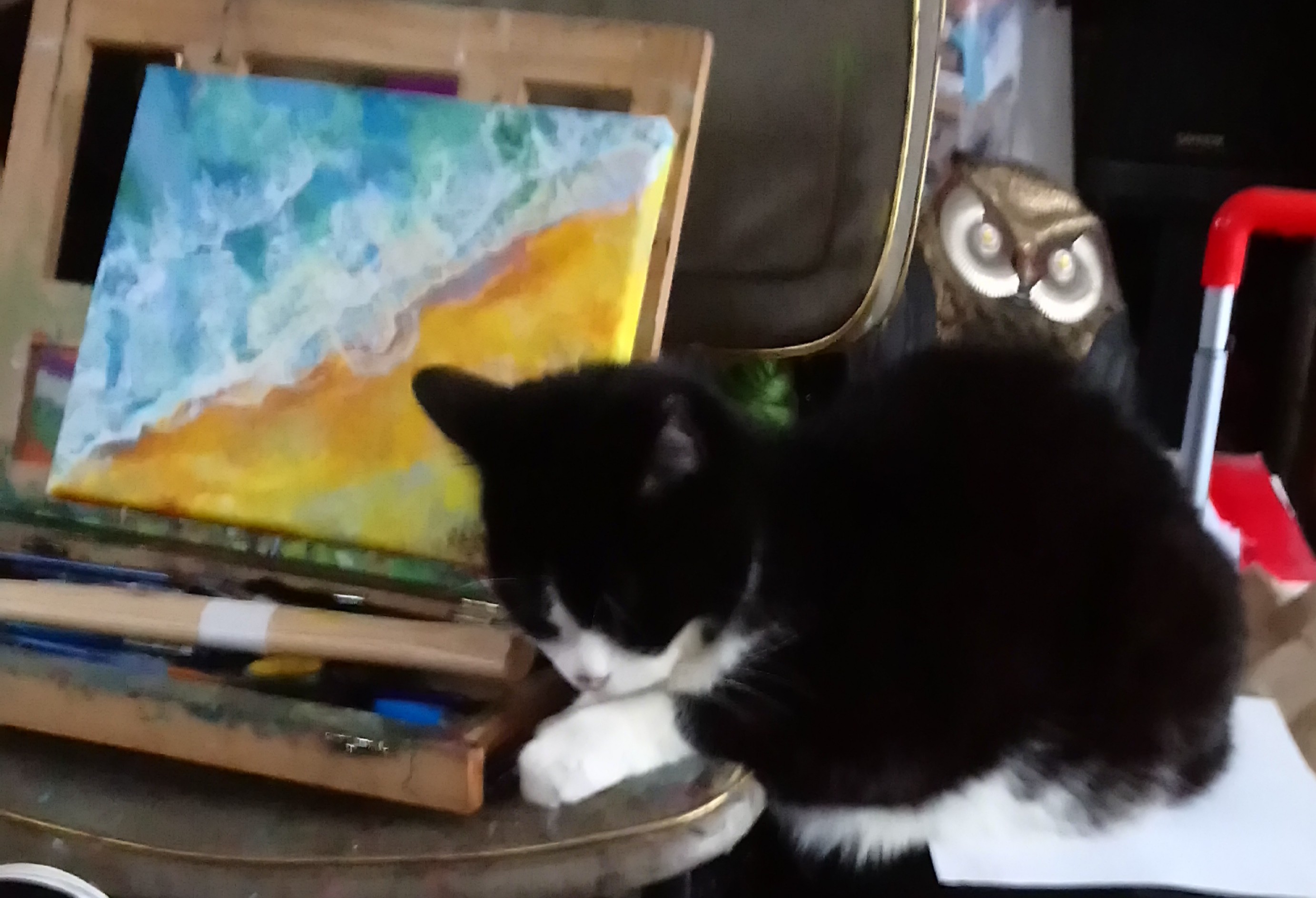 Levitating cat? – Mallaband-Brown