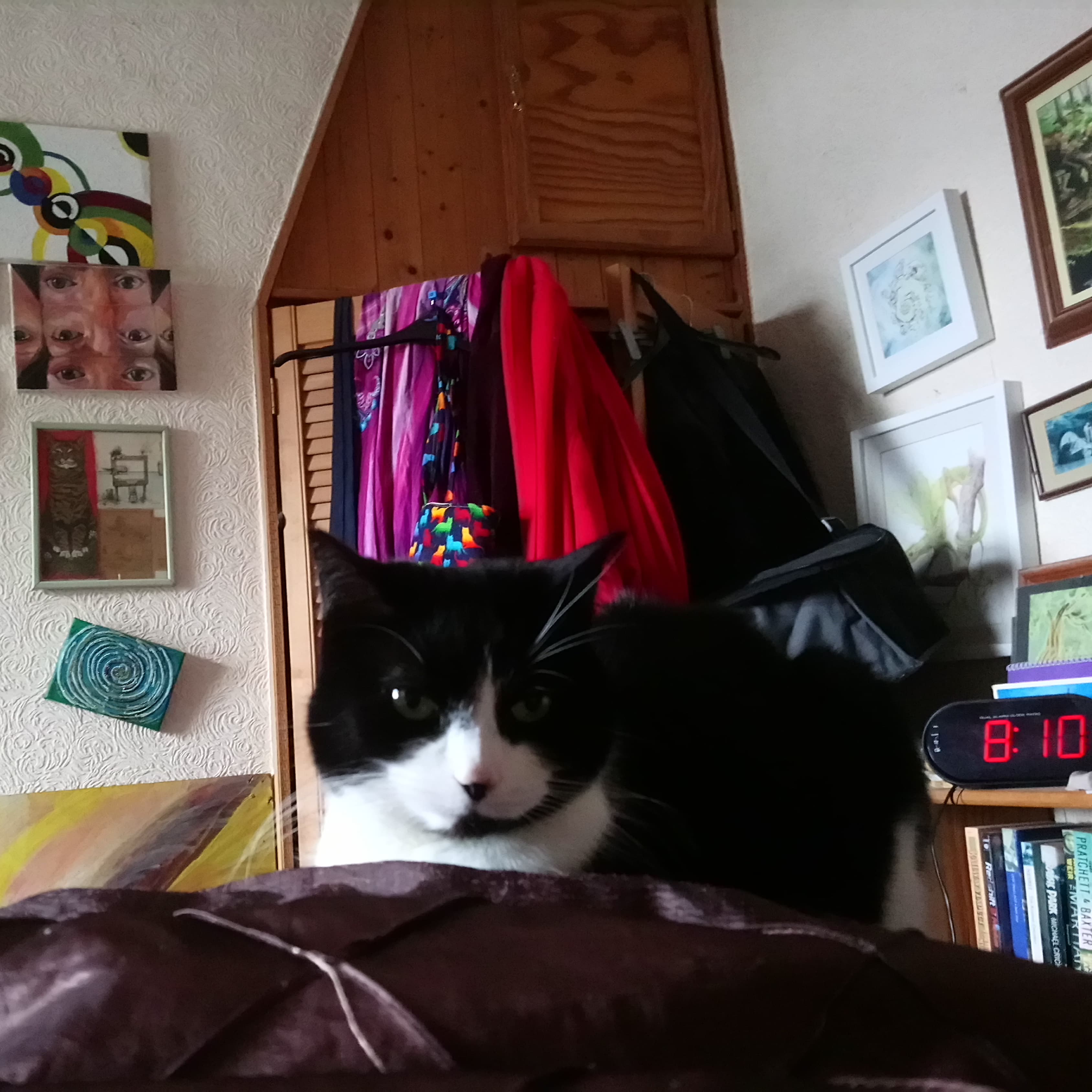 Pinned down by my cat! – Mallaband-Brown
