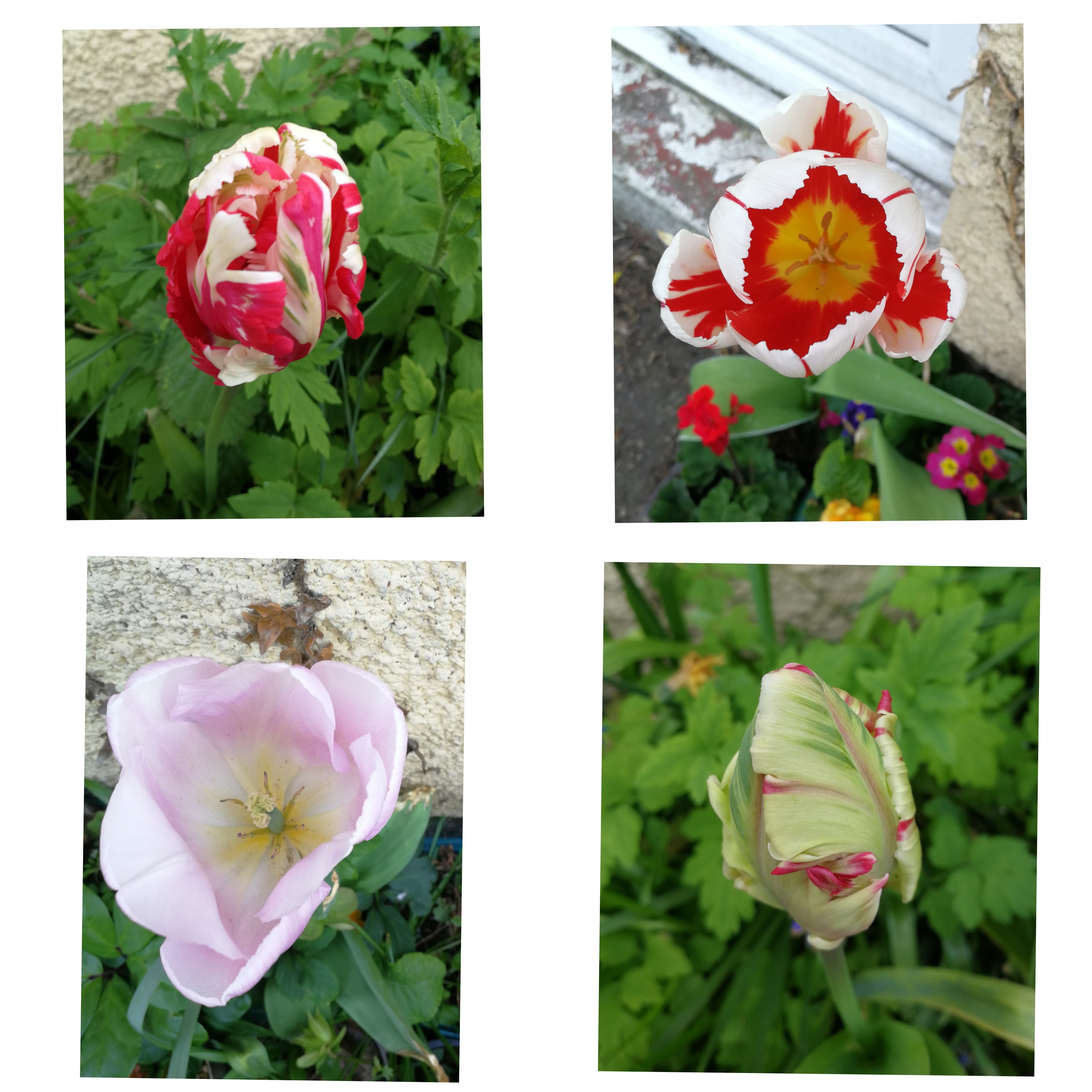 Developing tulips – Mallaband-Brown