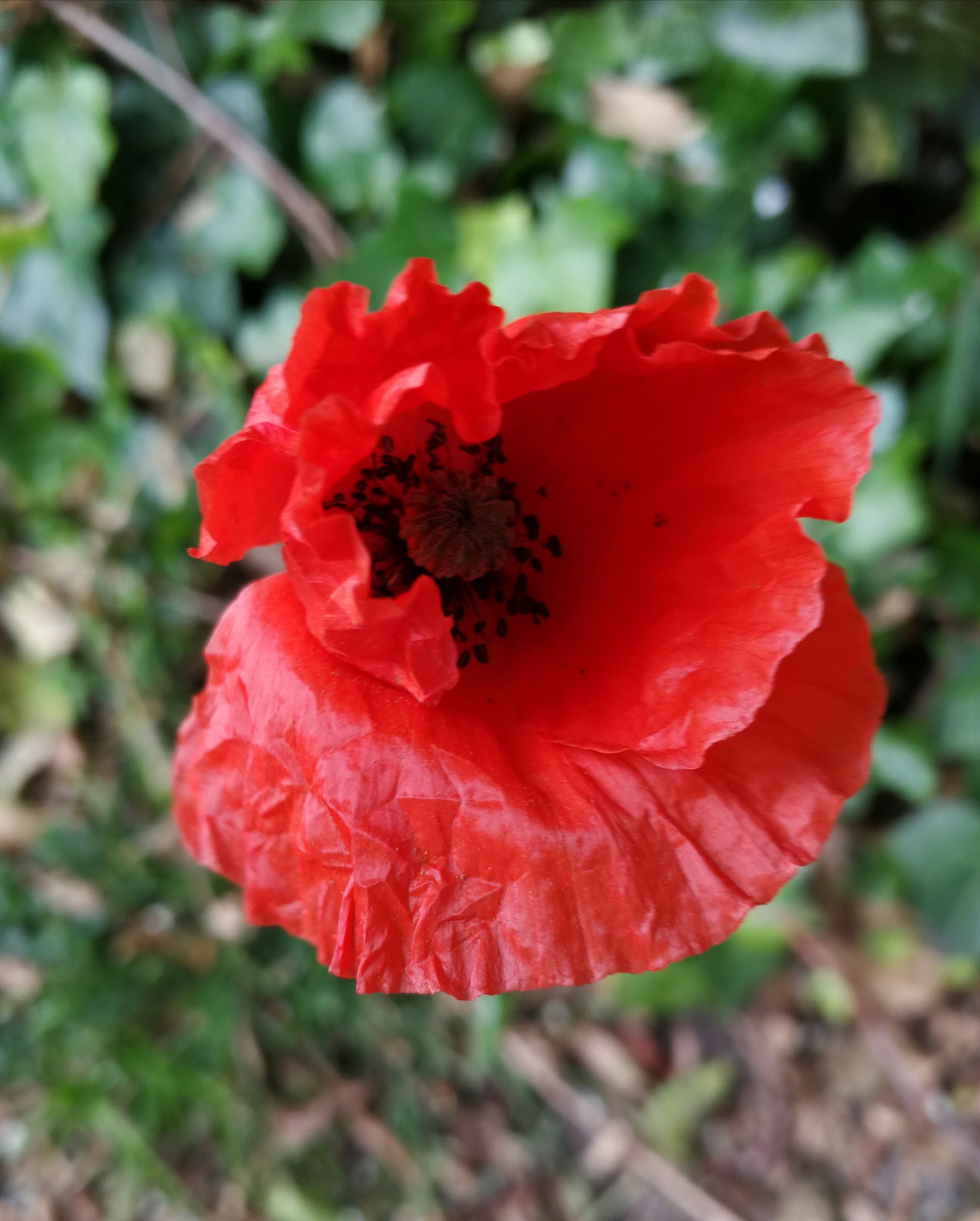 Common poppy – Mallaband-Brown