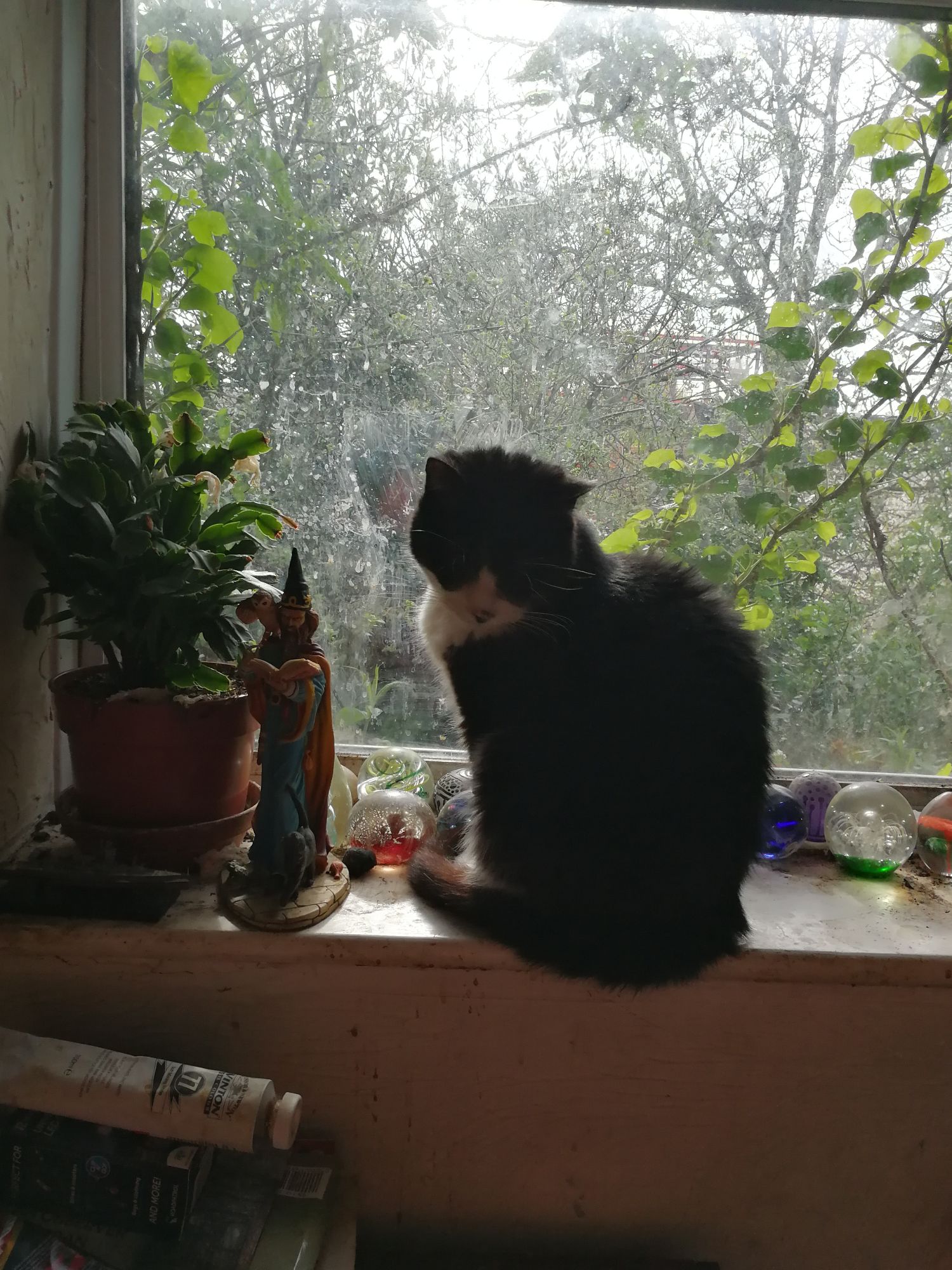 Dawn cat – Mallaband-Brown