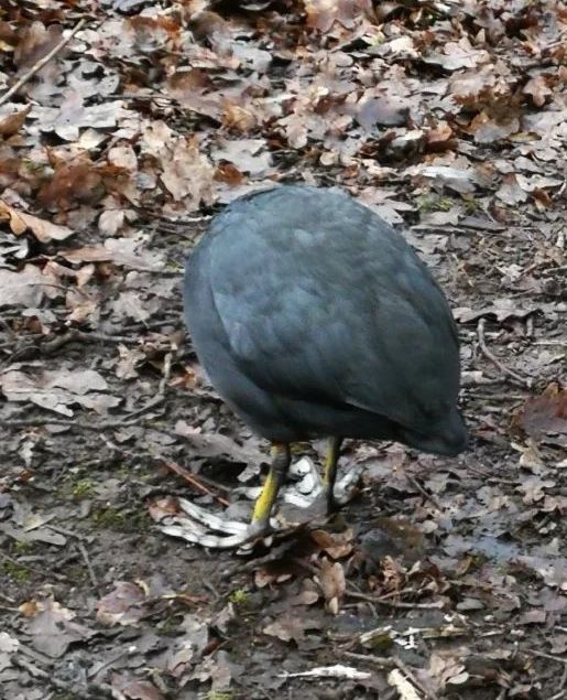Coots feet – Mallaband-Brown