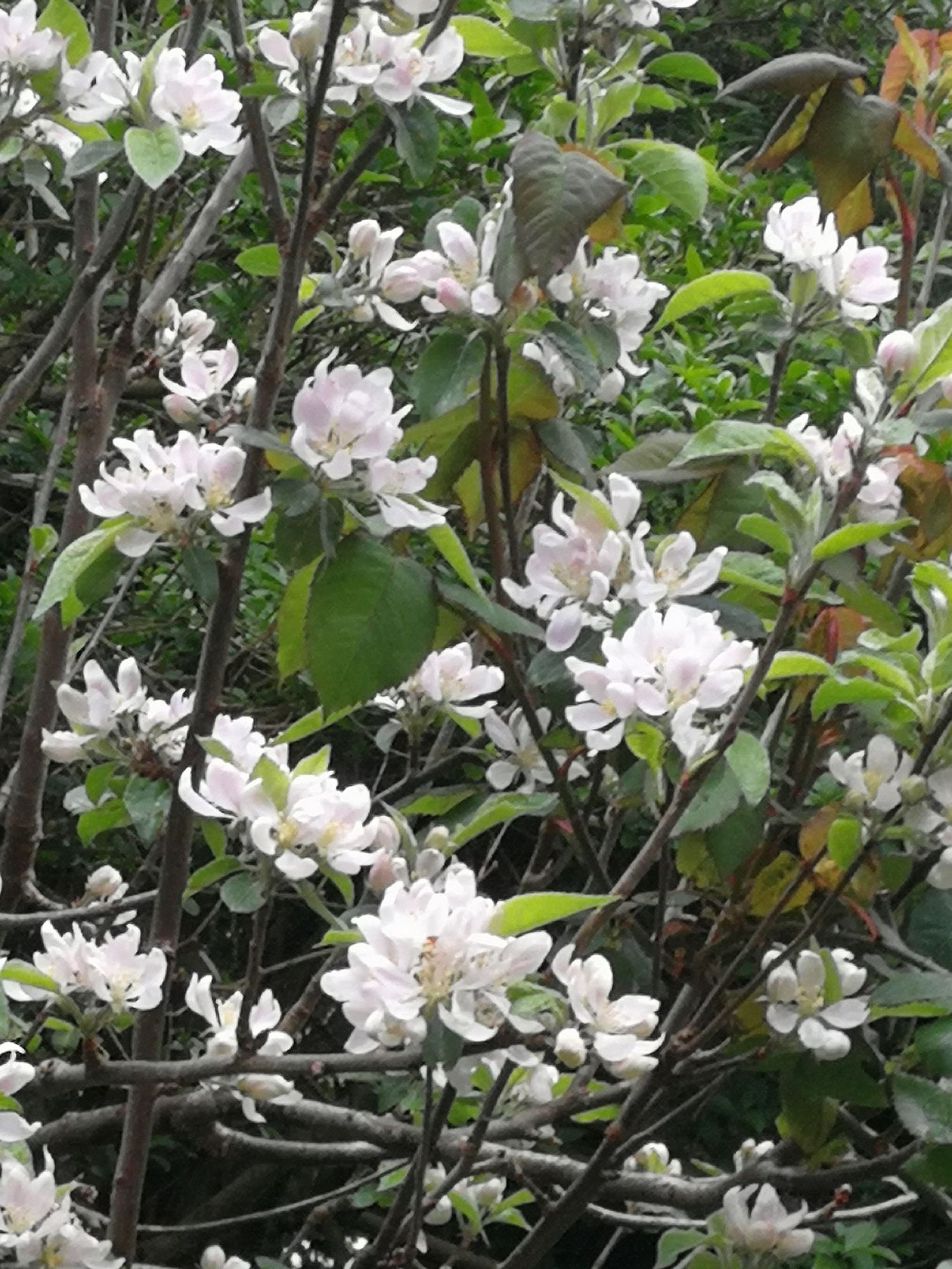 Apple tree blossom – Mallaband-Brown