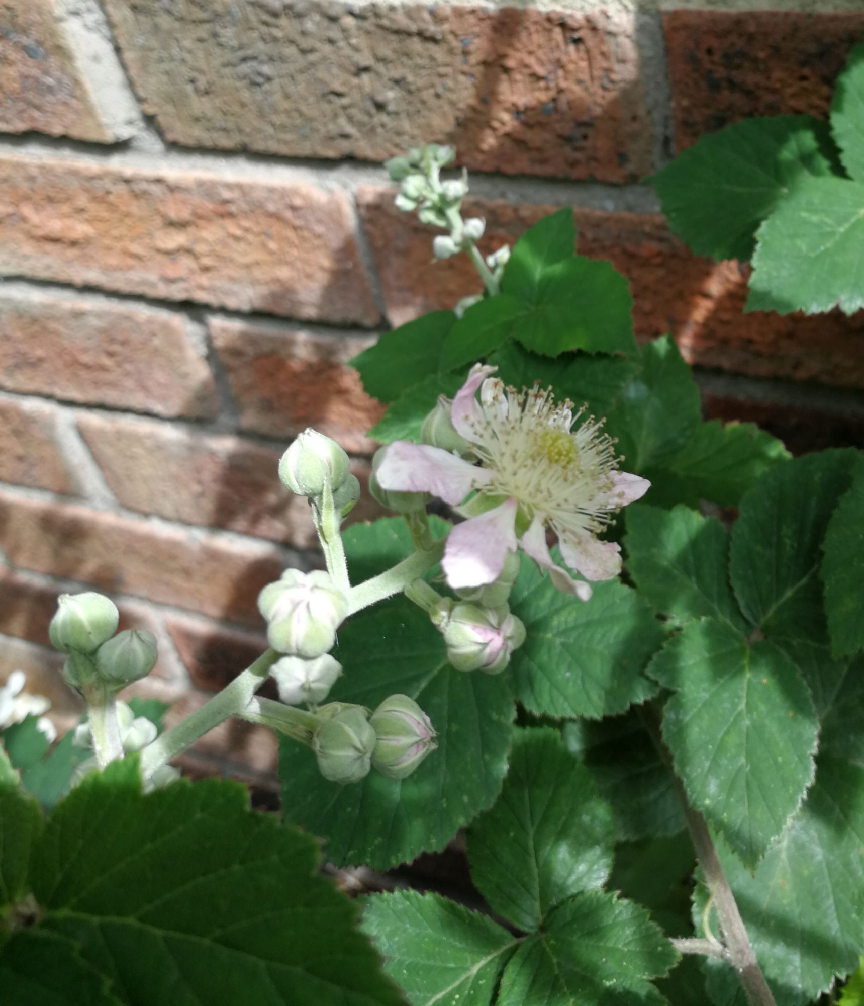 Raspberry flowers – Mallaband-Brown