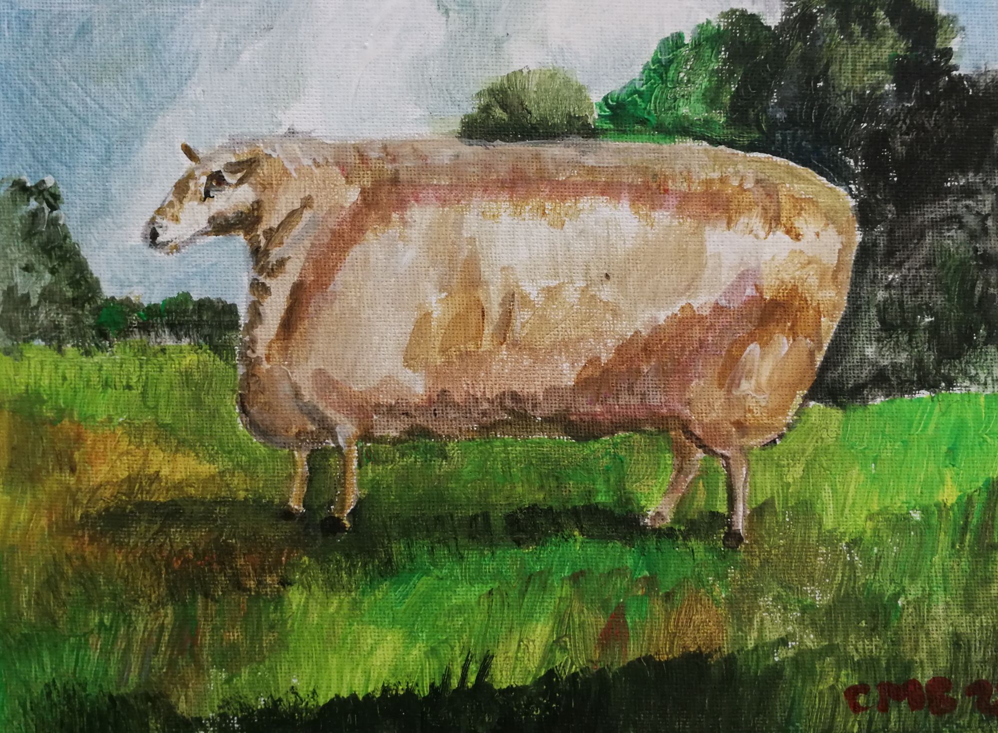 Square sheep – Mallaband-Brown