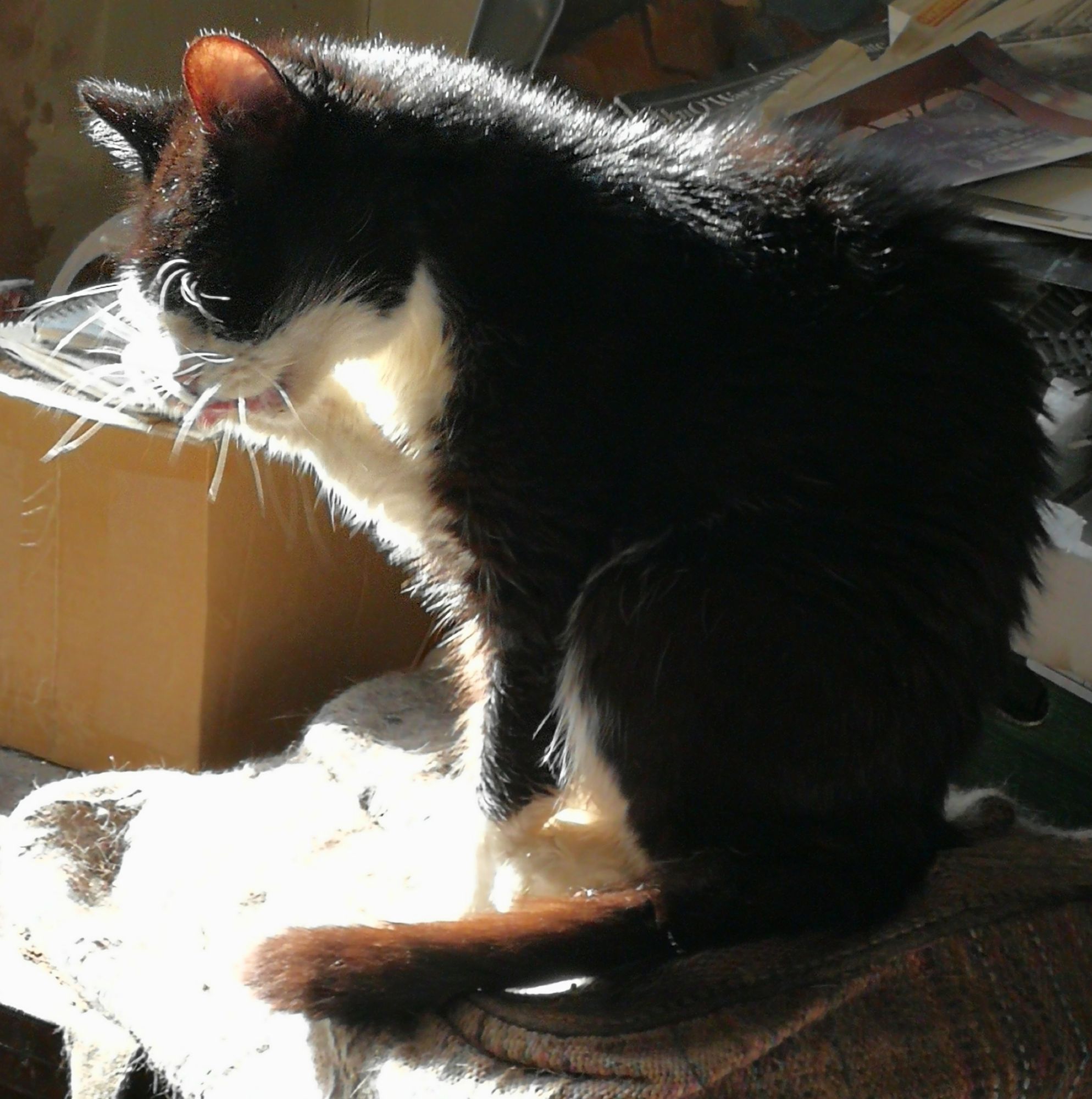 Cat situation – Mallaband-Brown