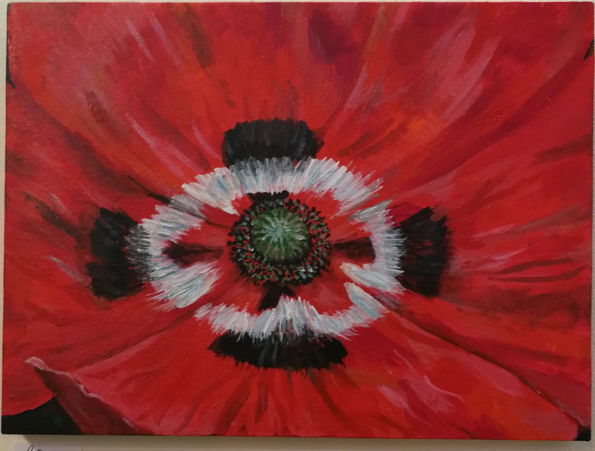 Poppy time – Mallaband-Brown