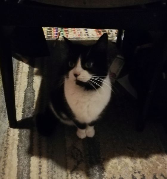 My last cat – Mallaband-Brown