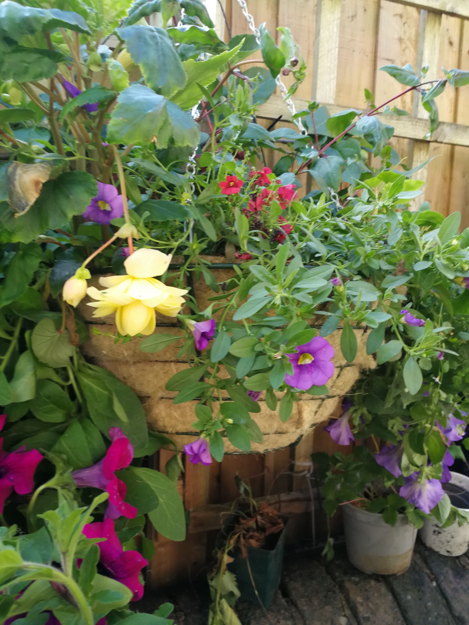 Hanging baskets – Mallaband-Brown