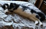Stretching – Mallaband-Brown